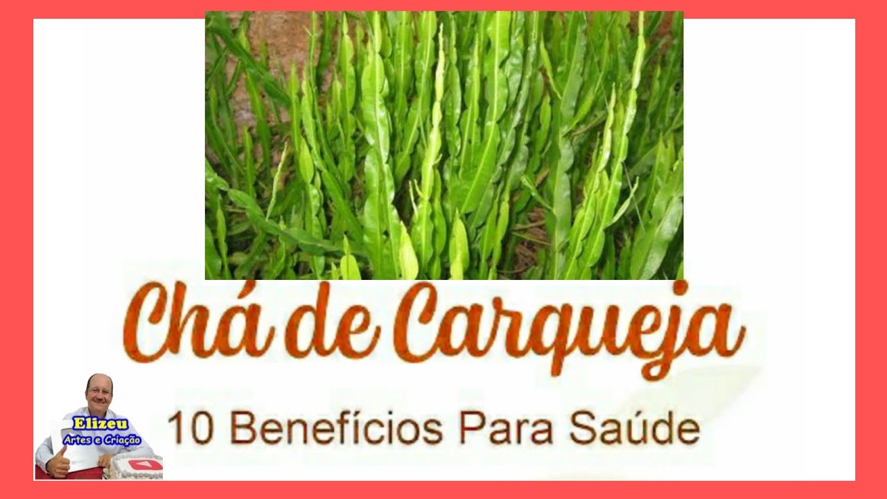 chá de carqueja e seus benefícios - YouTube