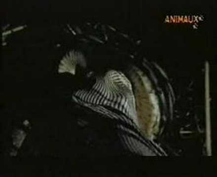 Python vs. Deer - YouTube