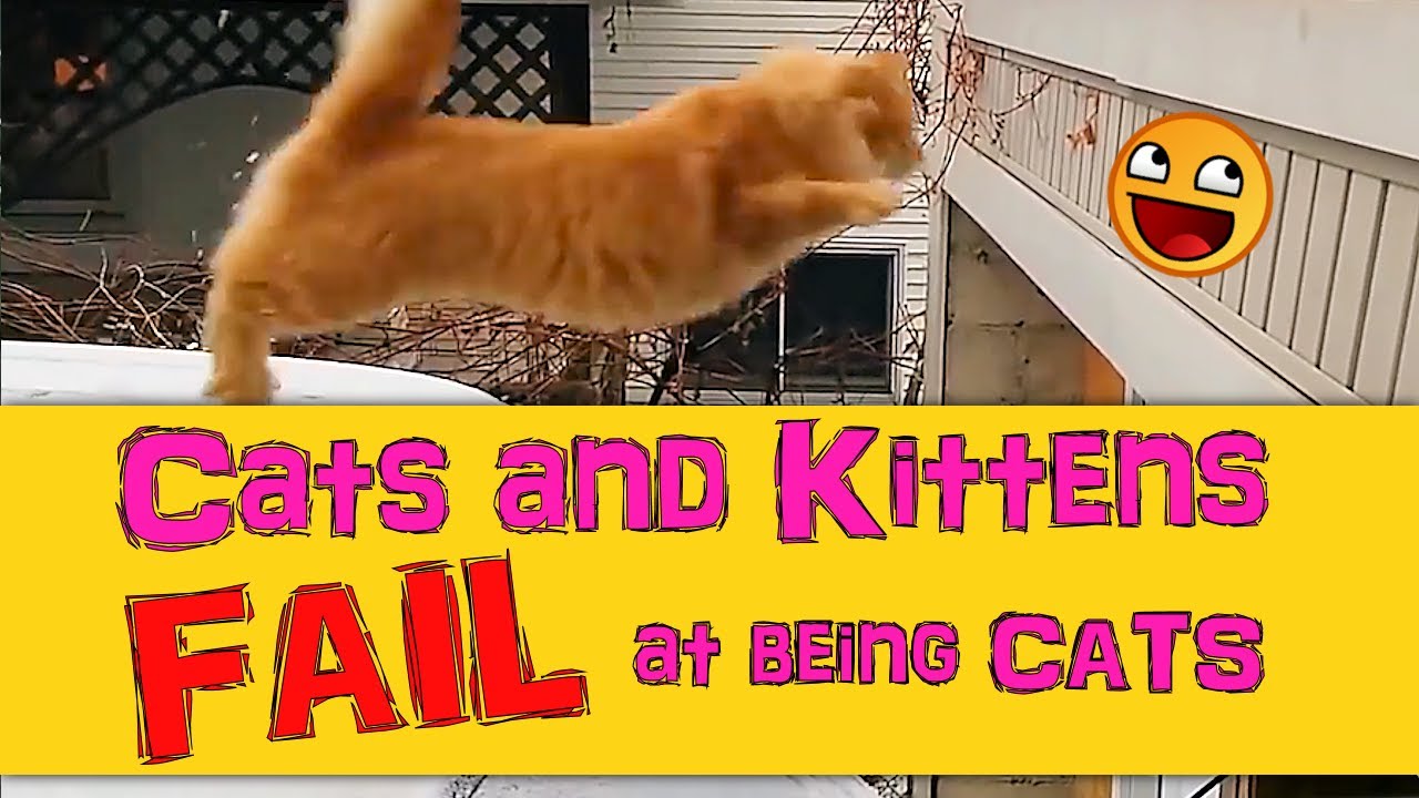 Cats and Kittens Failing at being Cats 🐱🐈 - YouTube