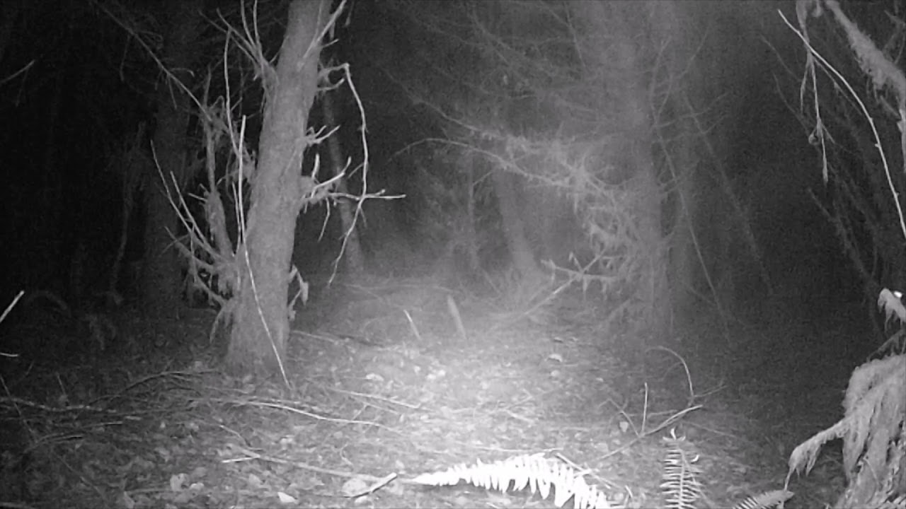 Trail cam (spooky edition) - YouTube