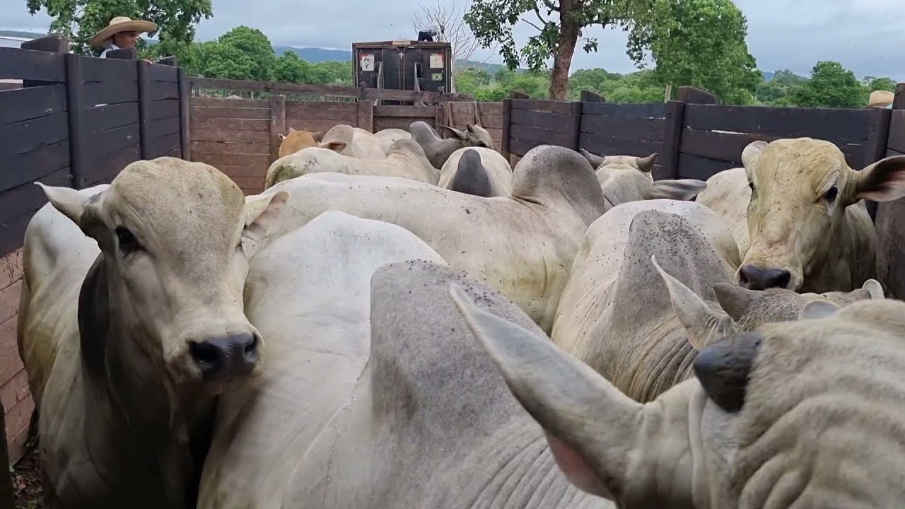 MANEJO DA BOIADA PARA EMBARQUE-POS BOI ATLETA!boiada na espera. - YouTube