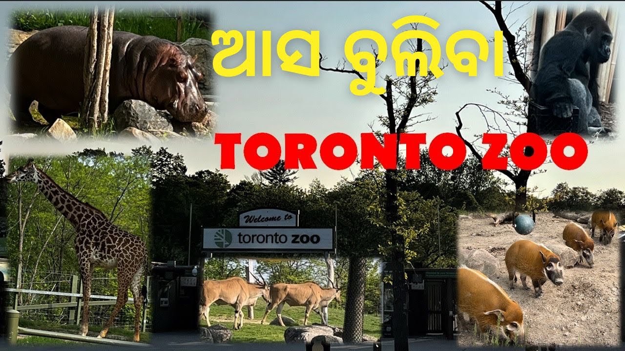Toronto zoo ରେ କେତେ ପ୍ରକାରର animals ଦେଖିଲୁ । Toronto Zoo part - 1 ...