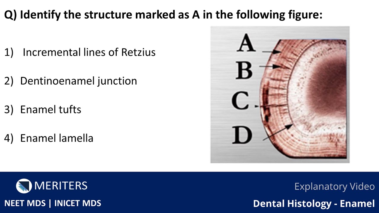 NEET MDS | INICET - Dental Histology - Enamel | Explanatory Video ...