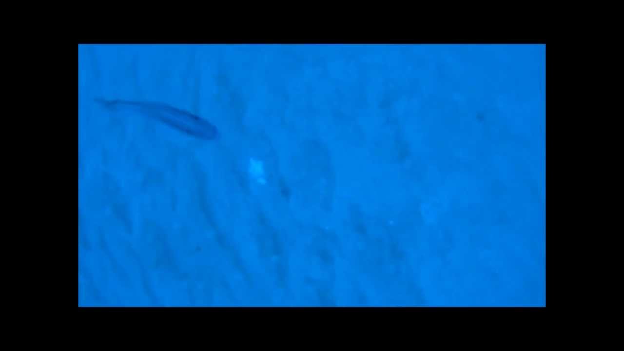 Underwater Nannygai fish Feeding Frenzy!! Great Barrier Reef!! - YouTube
