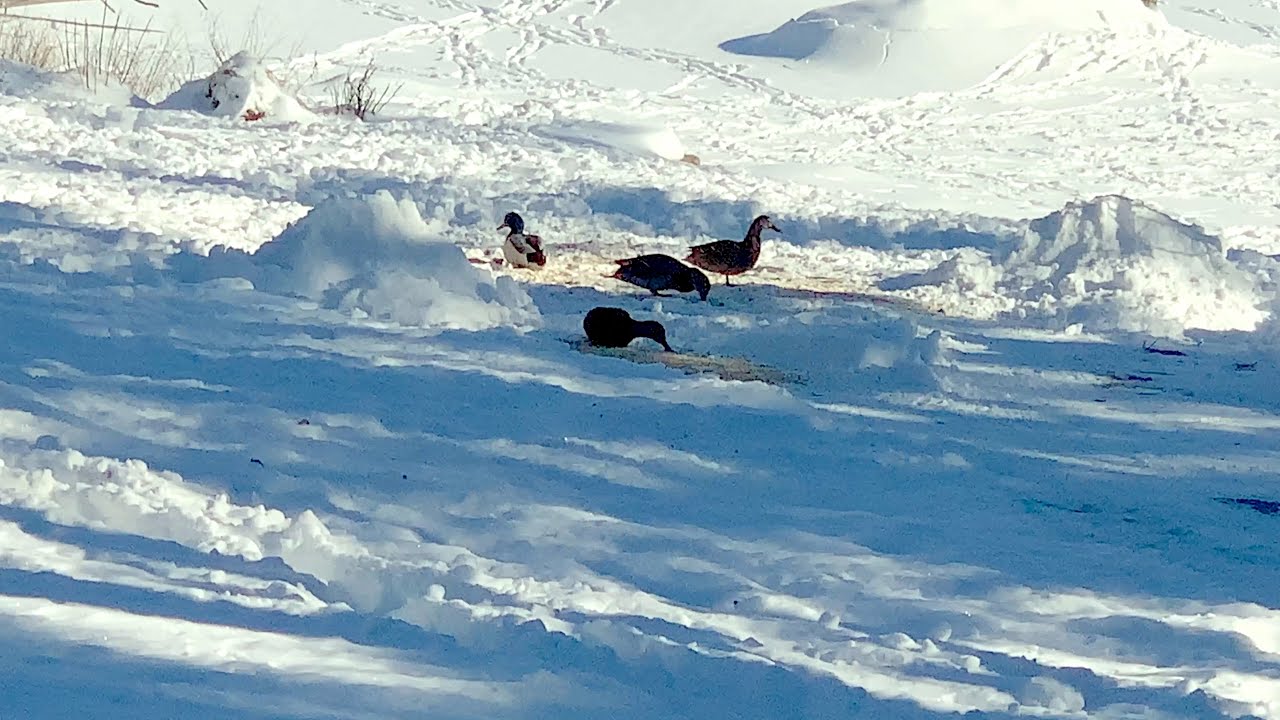 Duck That Hit the Window? - YouTube