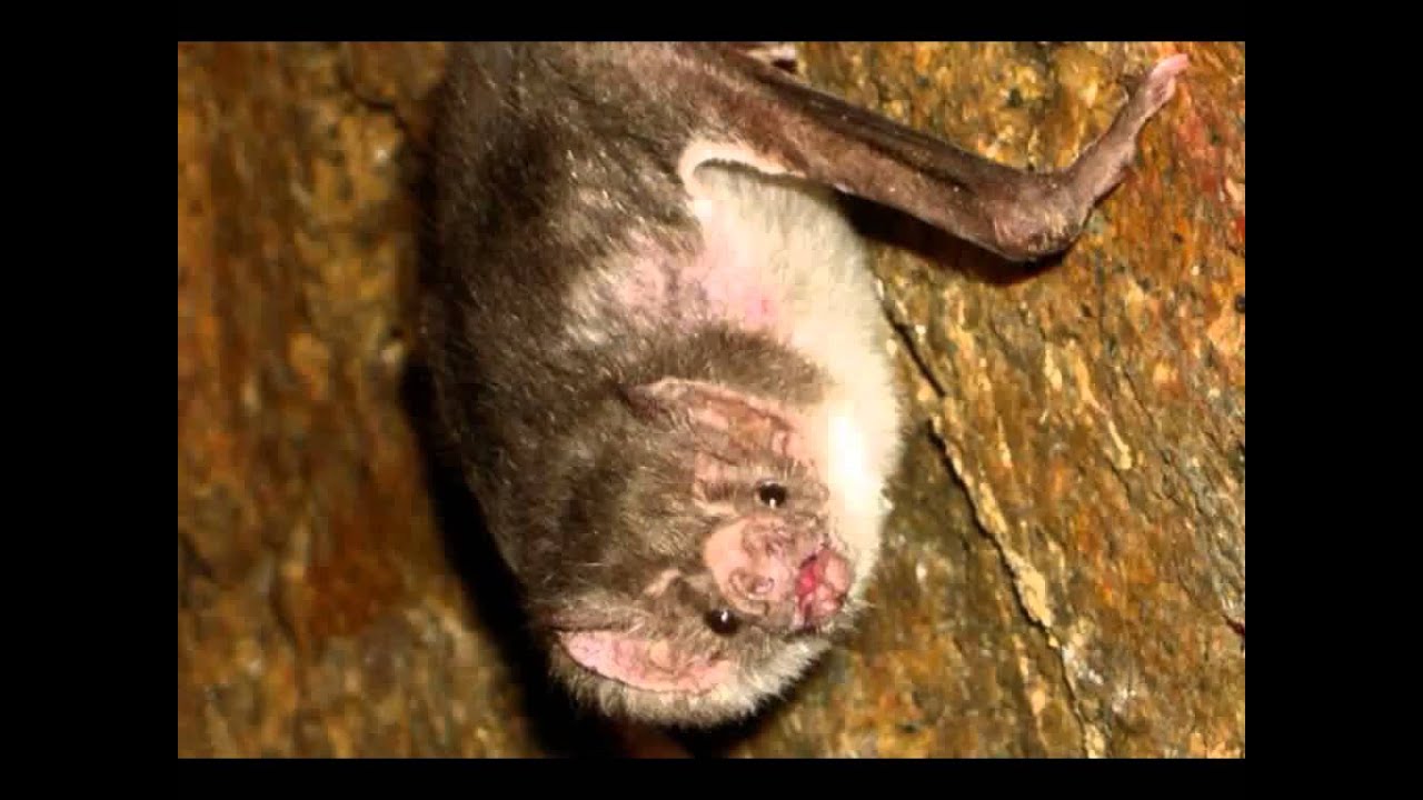 Hairy legged vampire bat. By pippa and finley - YouTube