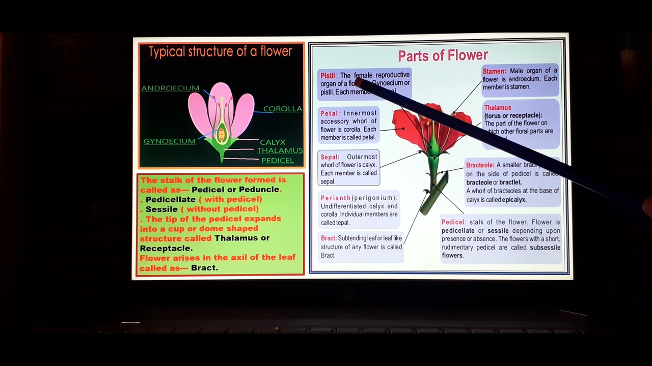 The Flower (Lecture -01, Video-01) - YouTube