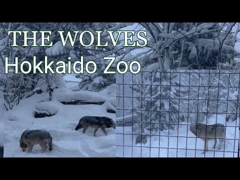 the soulful howling of the wolves at Hokkaido Zoo... - YouTube