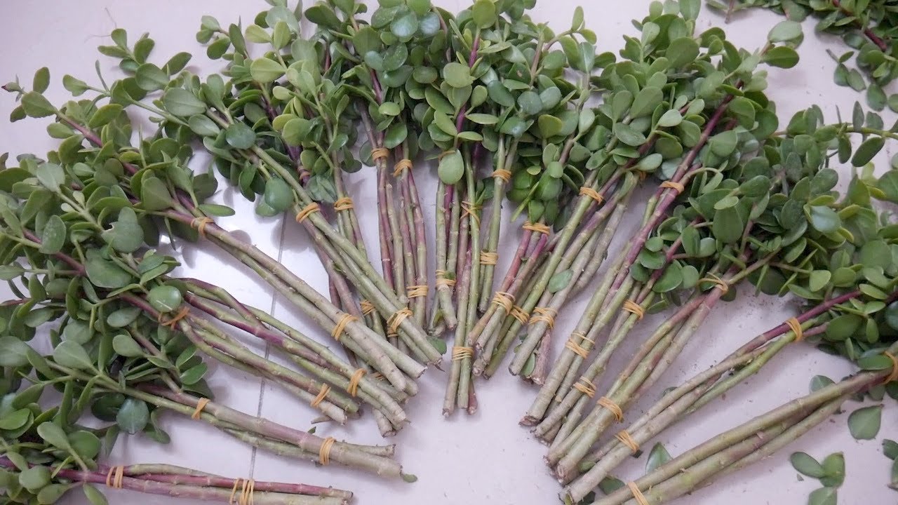 Braid Some Jade Stems and Root Them In Water || Dubai Garden Adventure ...