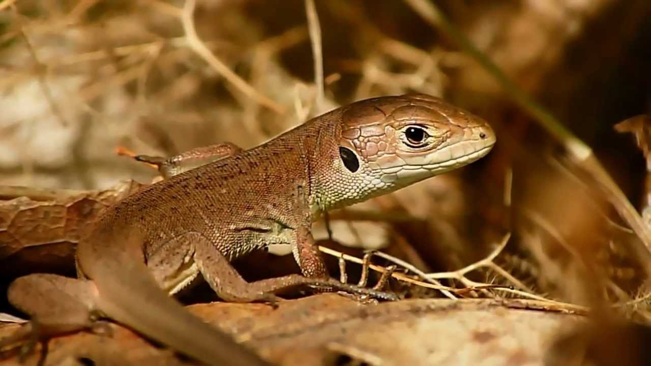 Lacerta viridis I: zold gyik - guster - green lizard - YouTube