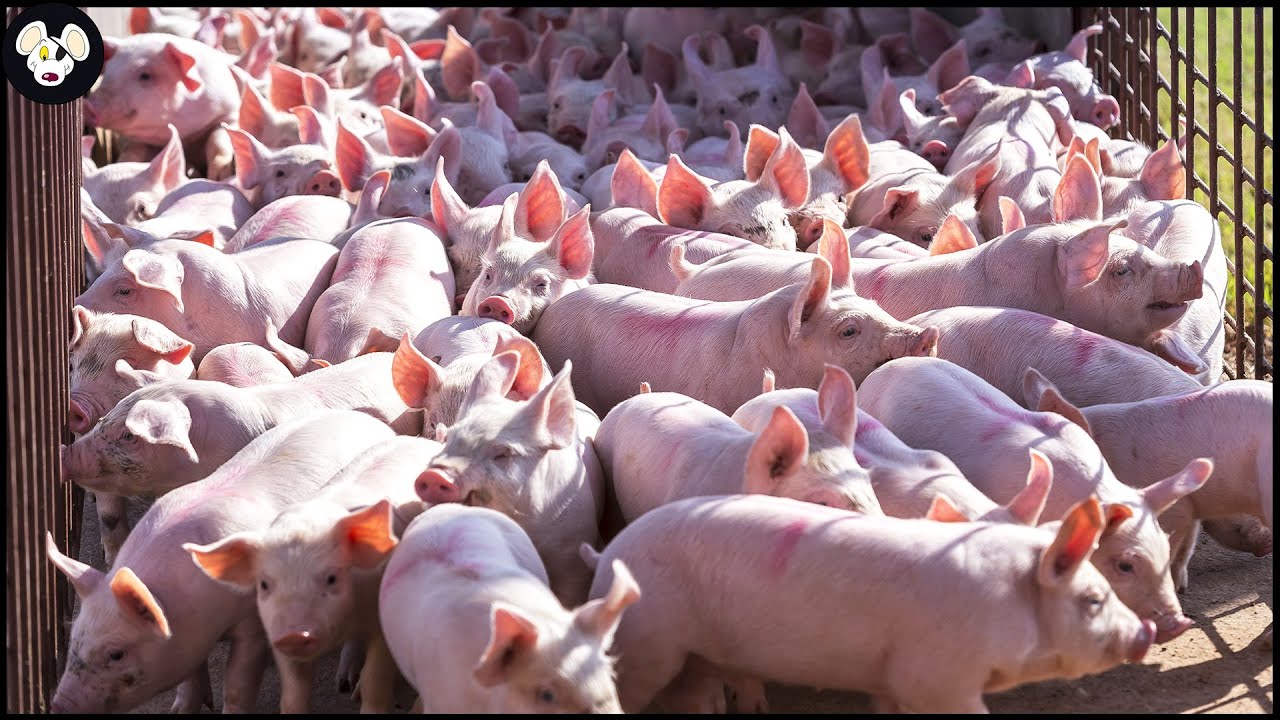 How American Farmers Raise Millions of Pigs - Modern Pig Farms - YouTube