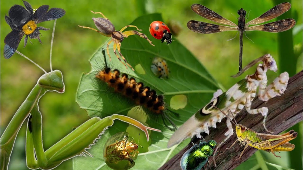 Hunt beautiful insects‼️ Hunting Mantis, grasshopper, beetles, spider ...