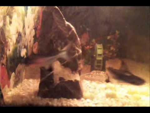 naja shark in aquarium - YouTube
