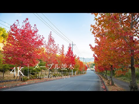 Hashi Photo Spot 「メープル並木 maple tree line」【4K】 - YouTube