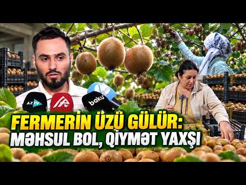 Astaralı fermerlər kivi bağlarından yüksək məhsul əldə ediblər  | APA TV
