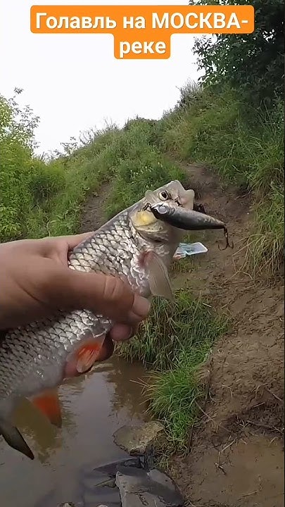 Поклёвка Голавля на воблер Крек Джек от Понтон 21.NEK Fish. - YouTube