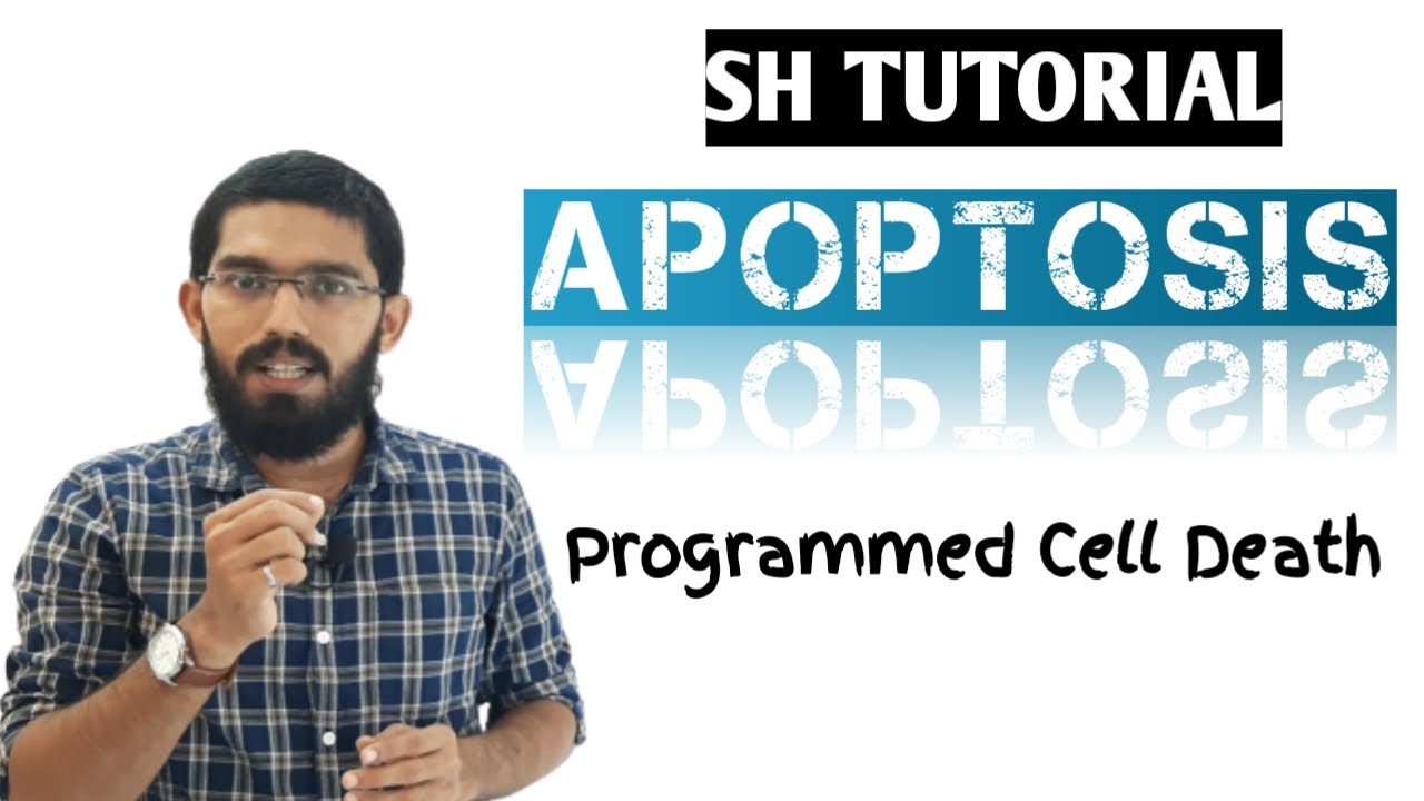 Apoptosis- programmed cell death- definition, significance and examples ...