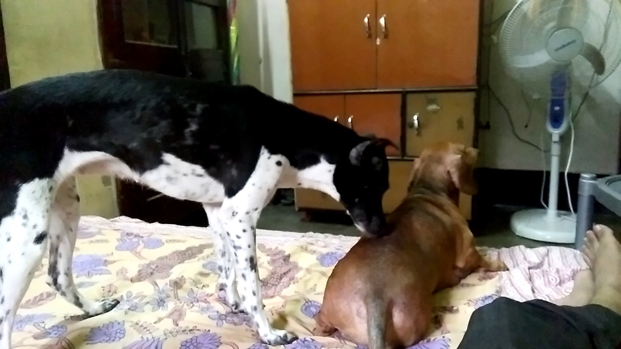 Super Cute Dog scratching another dogs back - YouTube