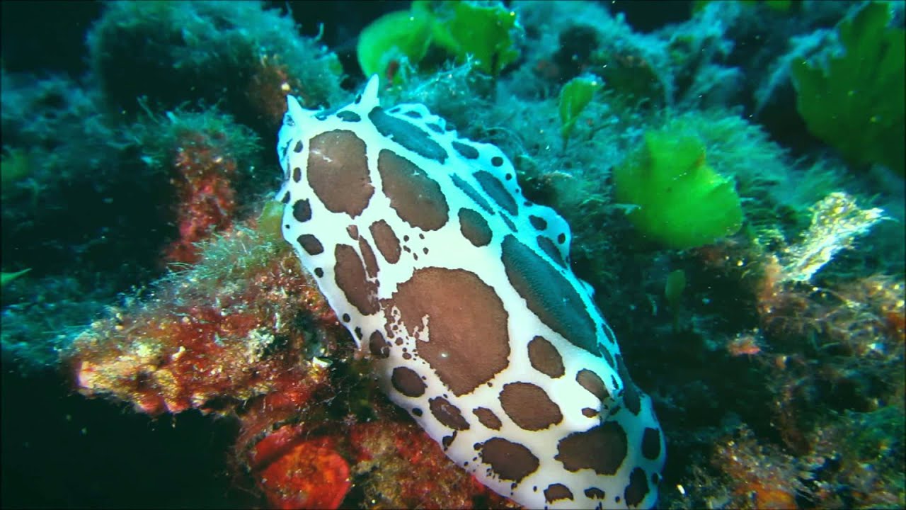 Sithonia, Halkidiki, best scuba diving in North Greece with Shark Fin ...