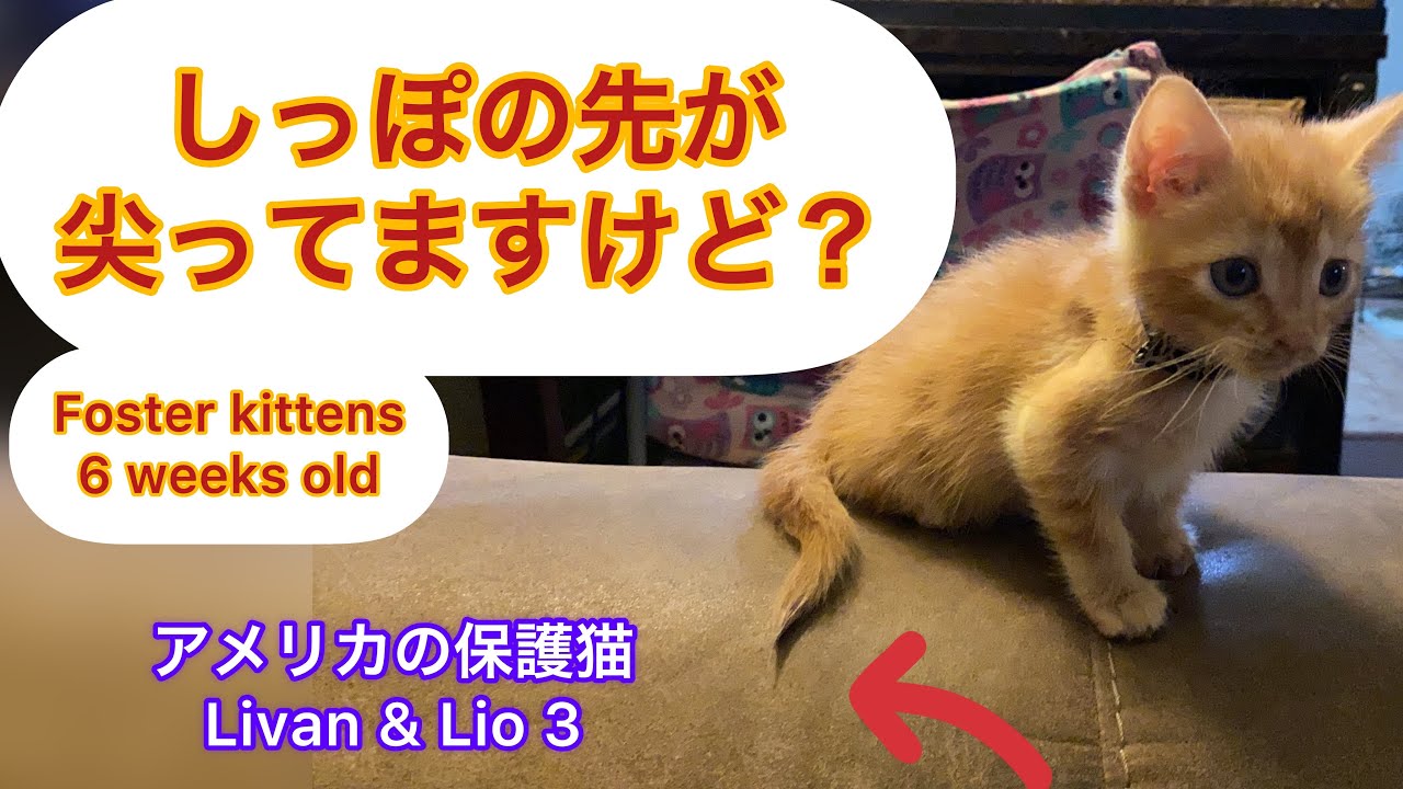 Livan&Lio3 しっぽの先から針？ - YouTube