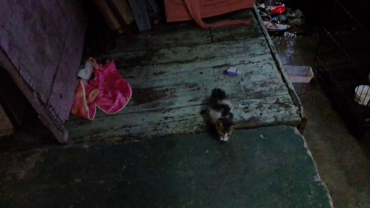 Si tompok yang comel - YouTube