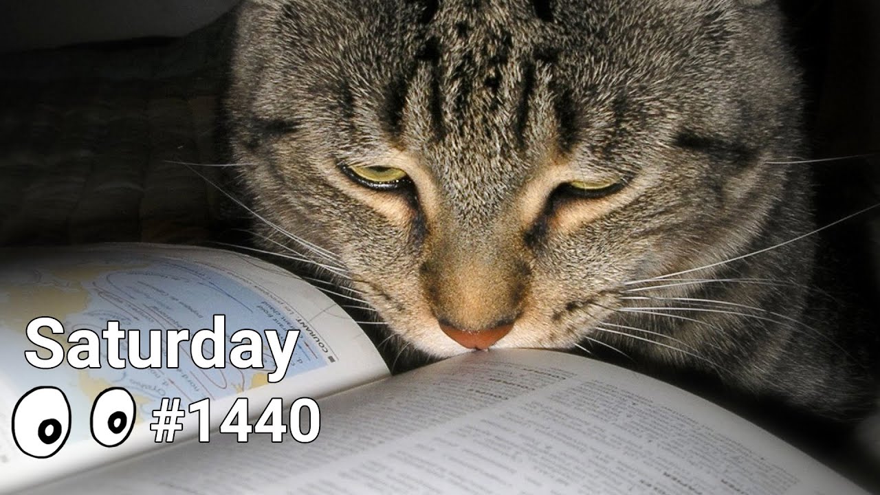 Verbs With Cats - Play, Drink, Hide, Read, Have A Nap - YouTube