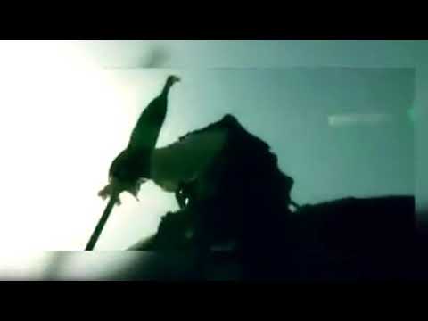 Əli əli əkbər əli