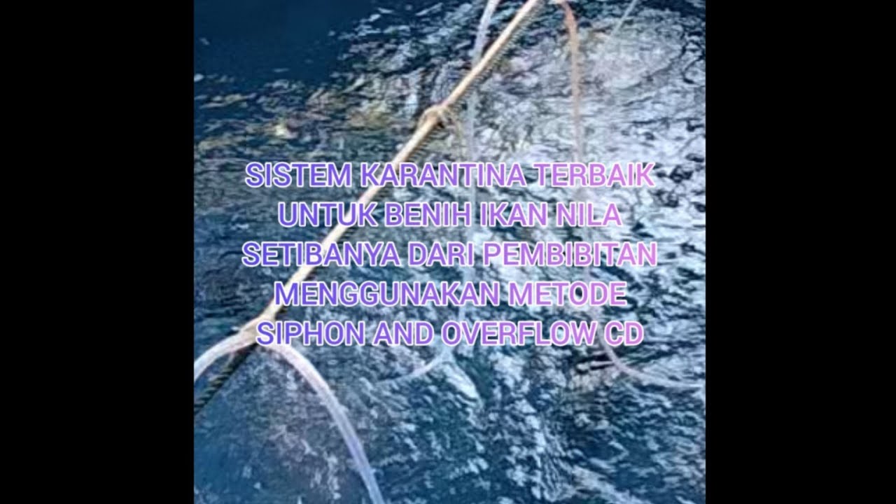 Cara Terbaik Karantina Benih Ikan Nila dengan Metode Siphon and ...