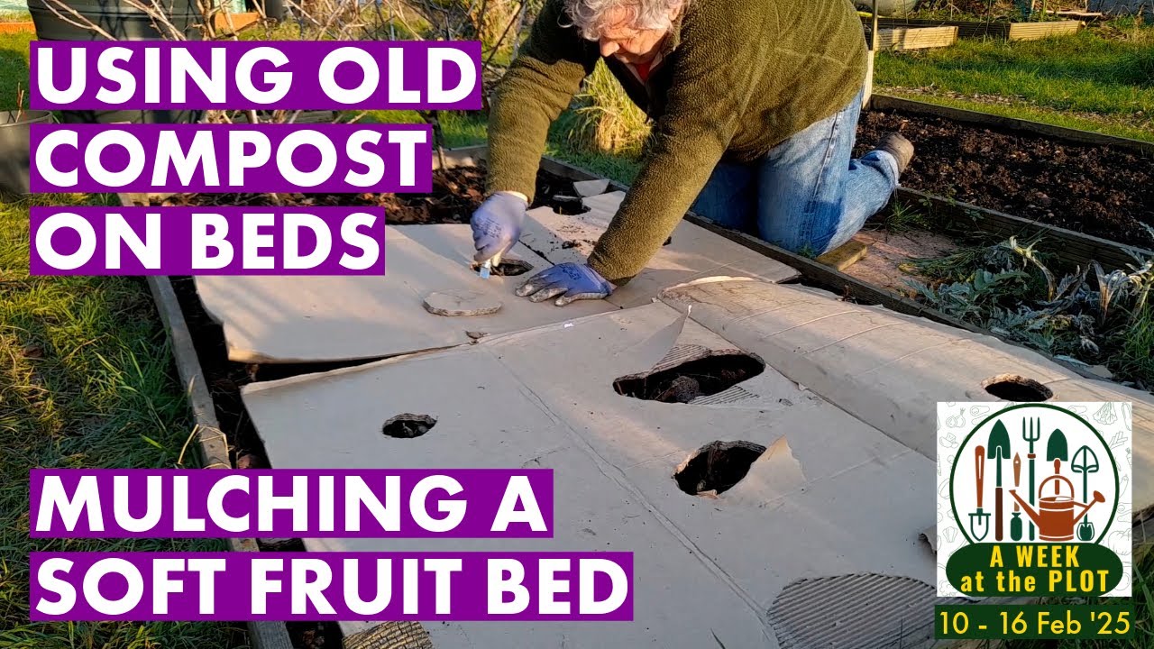 Preparing Beds with Old Compost, Woodchip & Prepping a Soft Fruit Bed ...