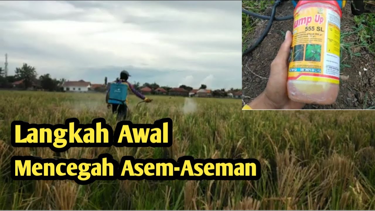 cara mencegah asem aseman - YouTube