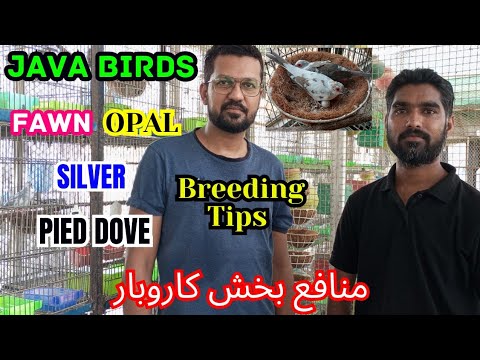 Pied Dove, Grey, White, Silver, Opal,Fawn Java || Breeding Setup Visit ll - YouTube