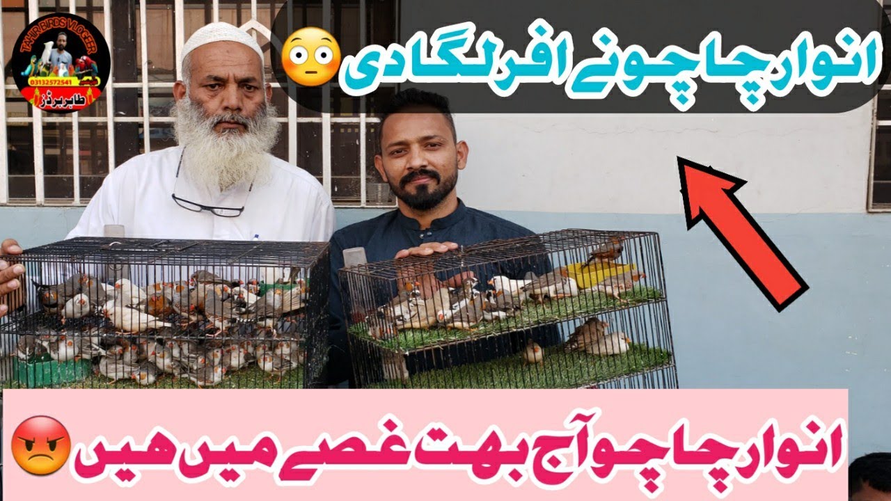 Lalukhet Birds Market Anwar uncle l Birds Market l Tahir Birds Vlogger ...
