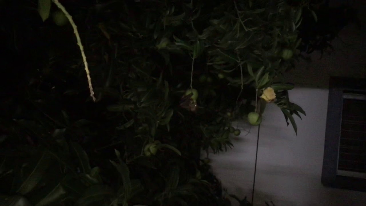 Bat eating mango - YouTube