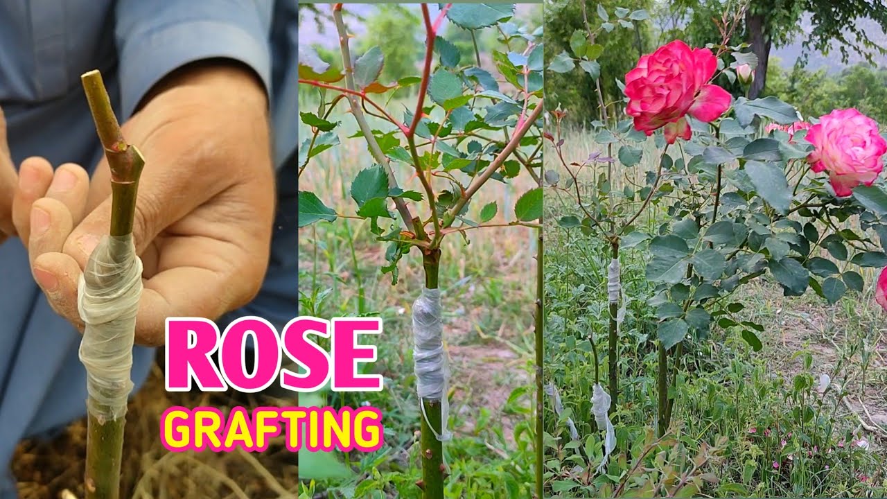 How to graft rose plant | Rose Grafting technique - YouTube
