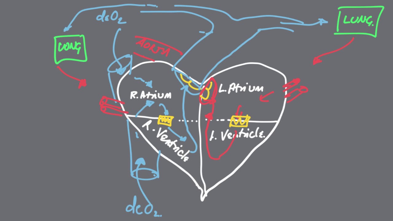 Heart Pathway of Blood Flow - YouTube