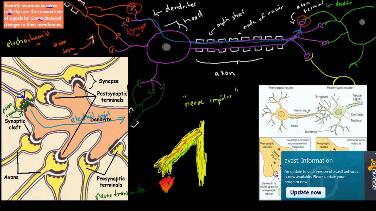 C.7.3. Neurons - electrochemical messengers (HSC biology) - YouTube