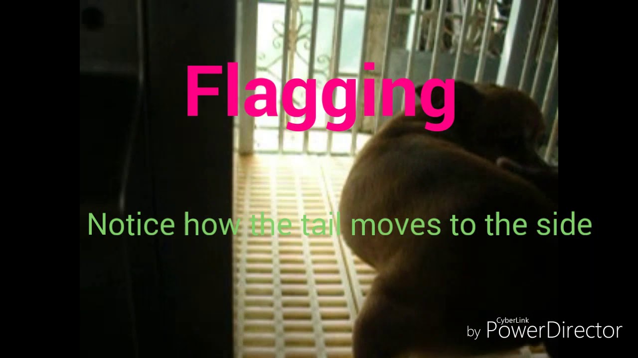 Dog Breeding : FLAGGING (When to Breed) - YouTube