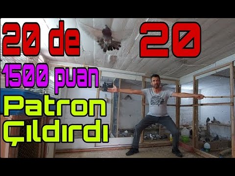 Gittiler. 20'de 20 Perdahlı Güvercin.1500 Puan. Patron Çıldırdı. İçerde Oyunlu Taklacı Kuş