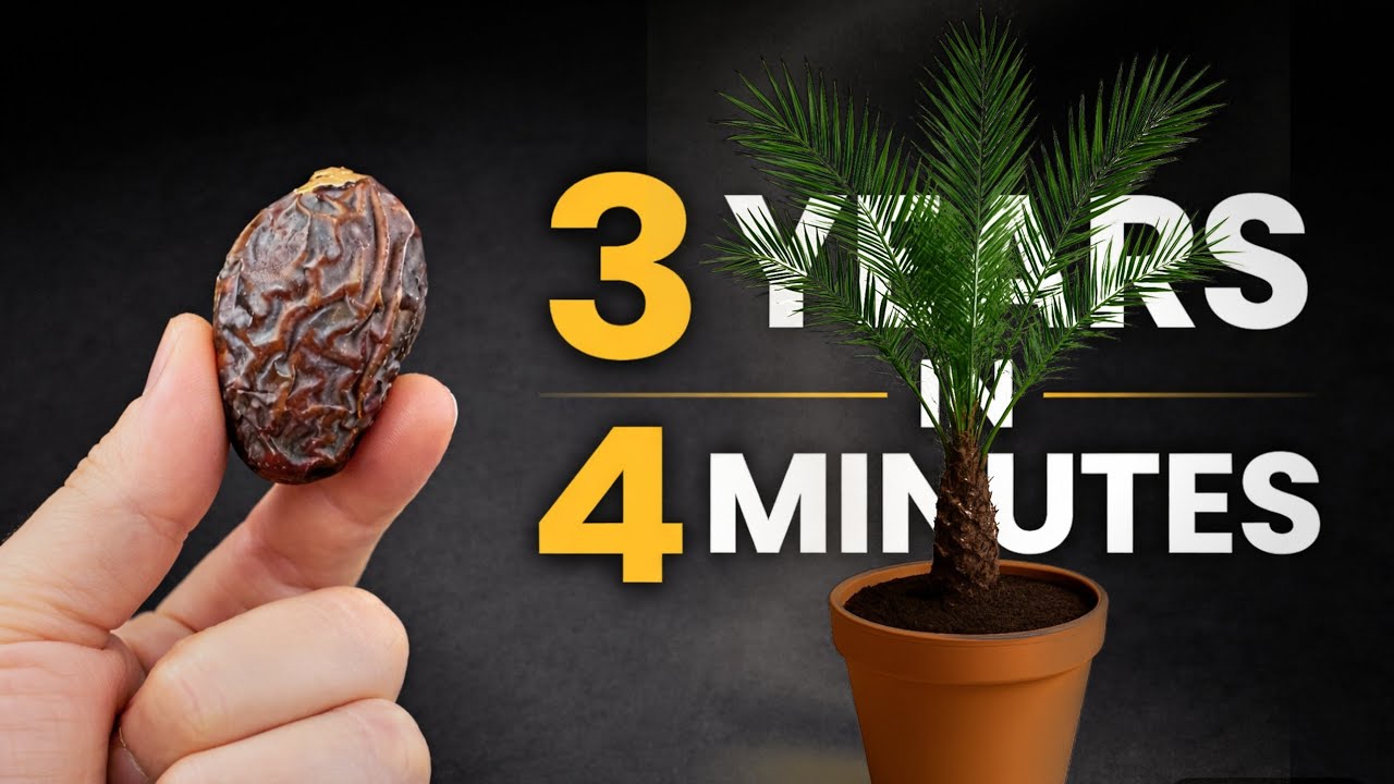 "Palm-Tree'Life in 4 mins" I filmed palm tree for 4 years with complete ...