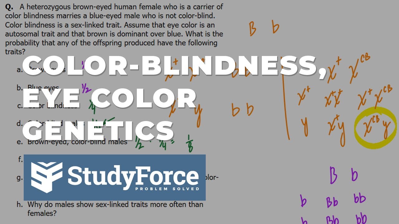 Genetics Color Blindness Eye Color Probability Question YouTube Genetics Color Blindness Eye Color Probability Question YouTube