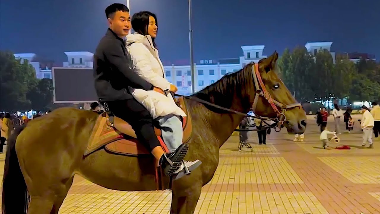 165cm big mare is outdoor for tourists to ride. It is really obedient ...