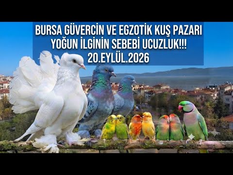 Bursa Güvercin Ve Egzotik Kuş Pazarı Ucuzlukta Sınır Yok 12.EYLÜL.2026