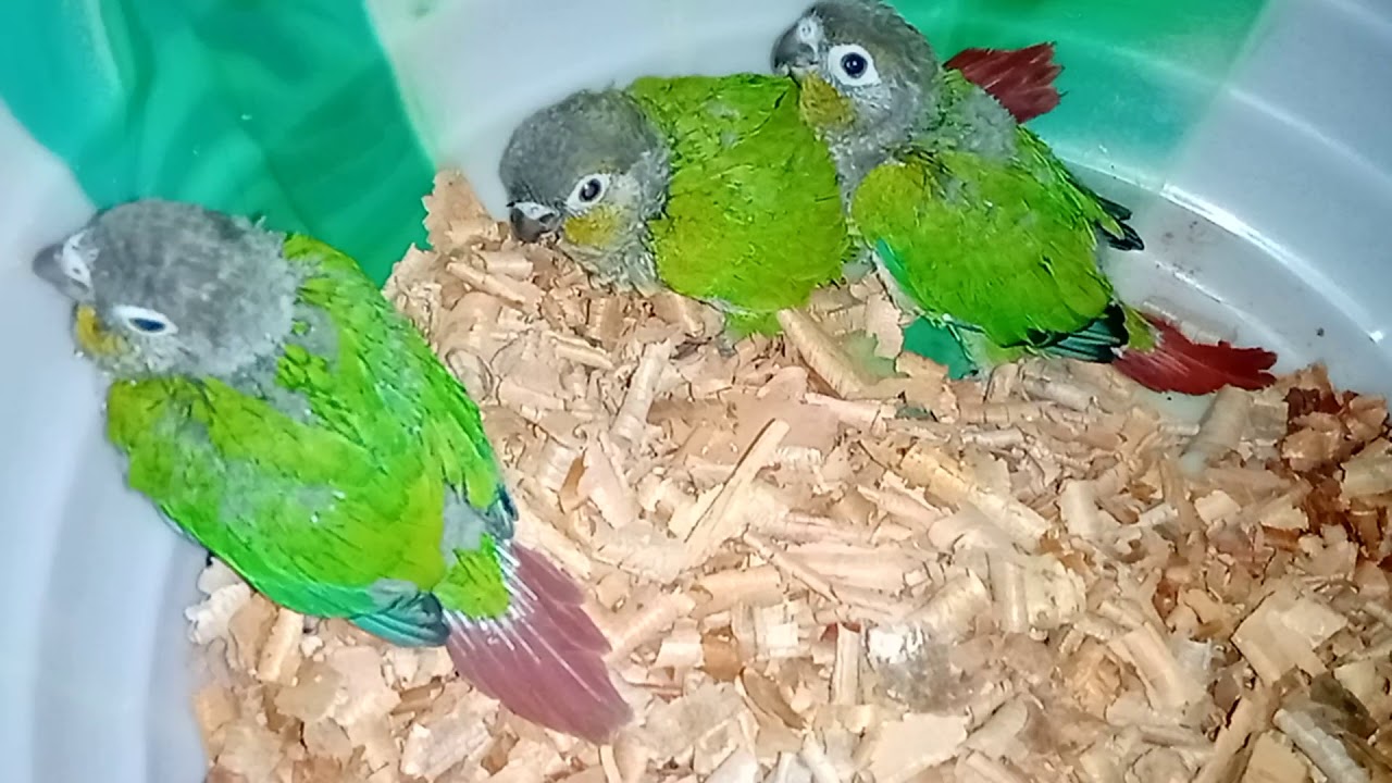 Green conure chicks aviable - YouTube