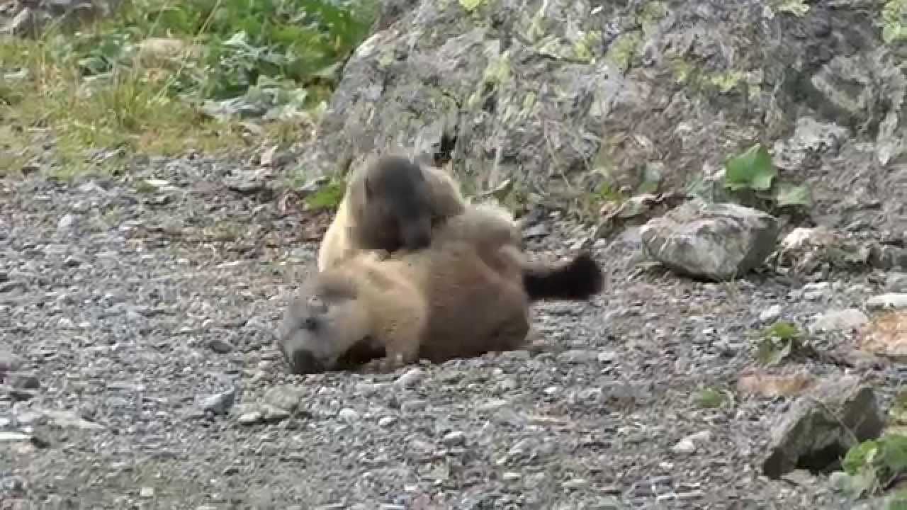 Marmot fight / Murmeltier kampf Ischgl / Mathon - YouTube