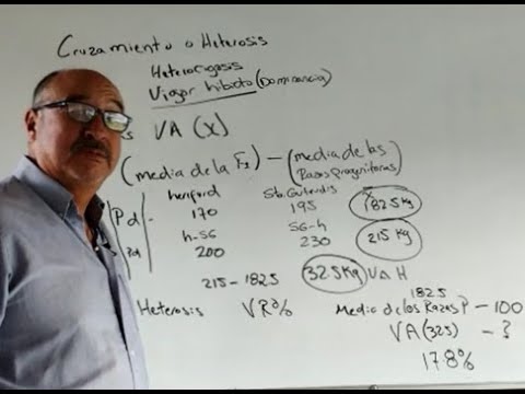 Cruzamiento, heterosis, y/o vigor hibrido - YouTube