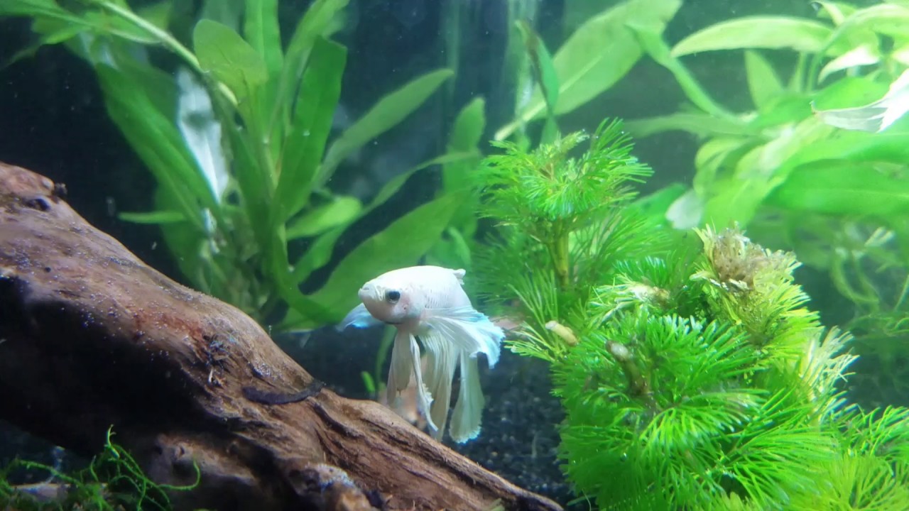 Betta Fish -Buttercup - YouTube