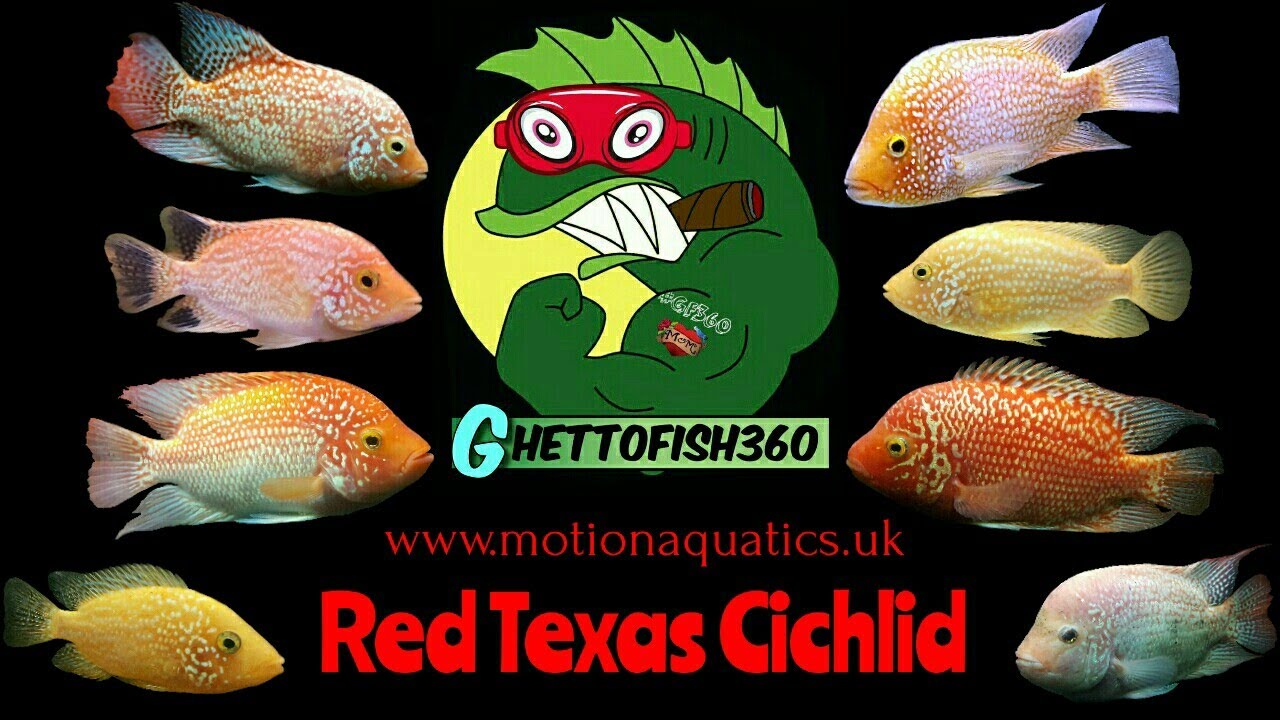 Super Red Texas #4 - YouTube