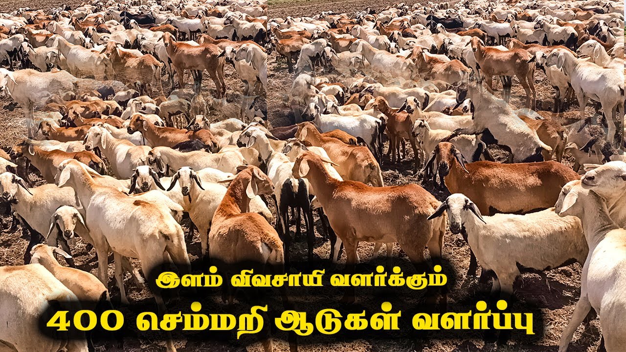 செம்மறி ஆடுகள் வளர்க்கும் இளம் விவசாயியின் அனுபவ பகிர்வு | Semmari aadu ...