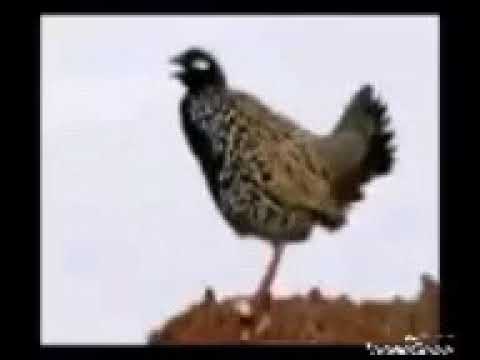 صوت الدارج12دقيقه للصيد