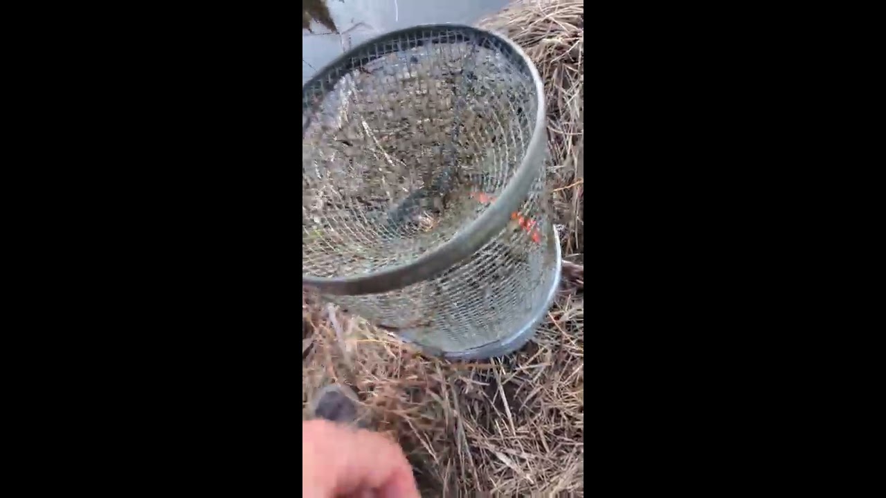 How to install a minnow cage - YouTube